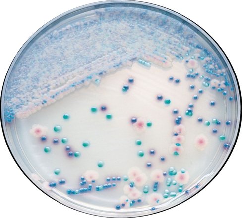 BD BBL CHROMAGAR CANDIDA sur BD Inoqula - coffret 20 tranche 1 - ugap.fr