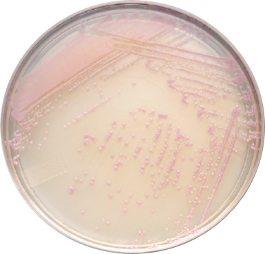 BD BBL CHROMAGAR STAPH AUREUS sur BD Inoqula - coffret 20 tranche 1 ...